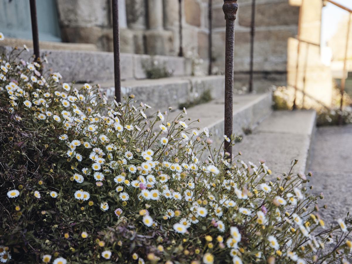 Visite guidée de La Roche-Derrien à La Roche-Jaudy | Office de Tourisme ...