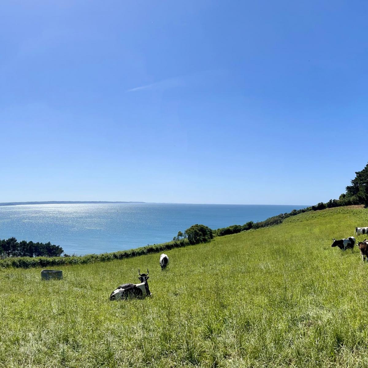 Bretagne sauvage : top 7 des lieux à explorer sur la Côte de Granit Rose