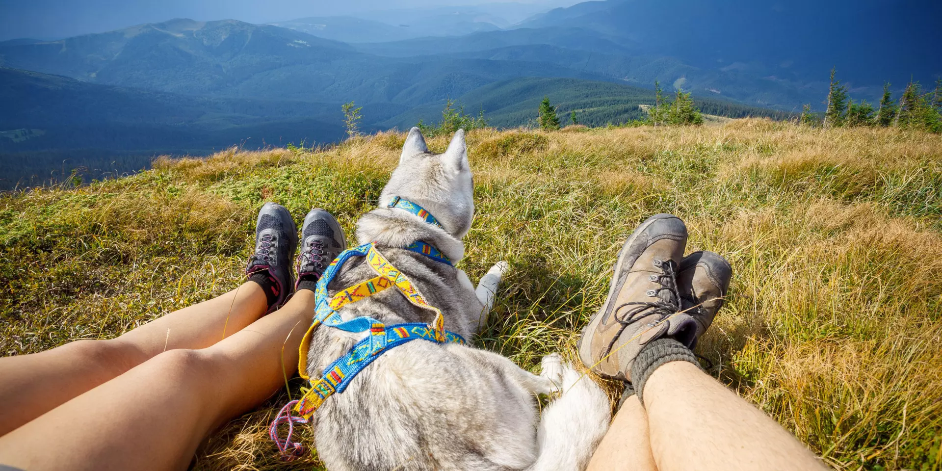 Cani rando | Bienvenue ! Les Saisies