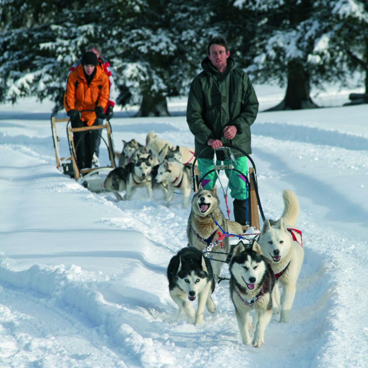 Sled dogs for adults and children | Les 7 Laux