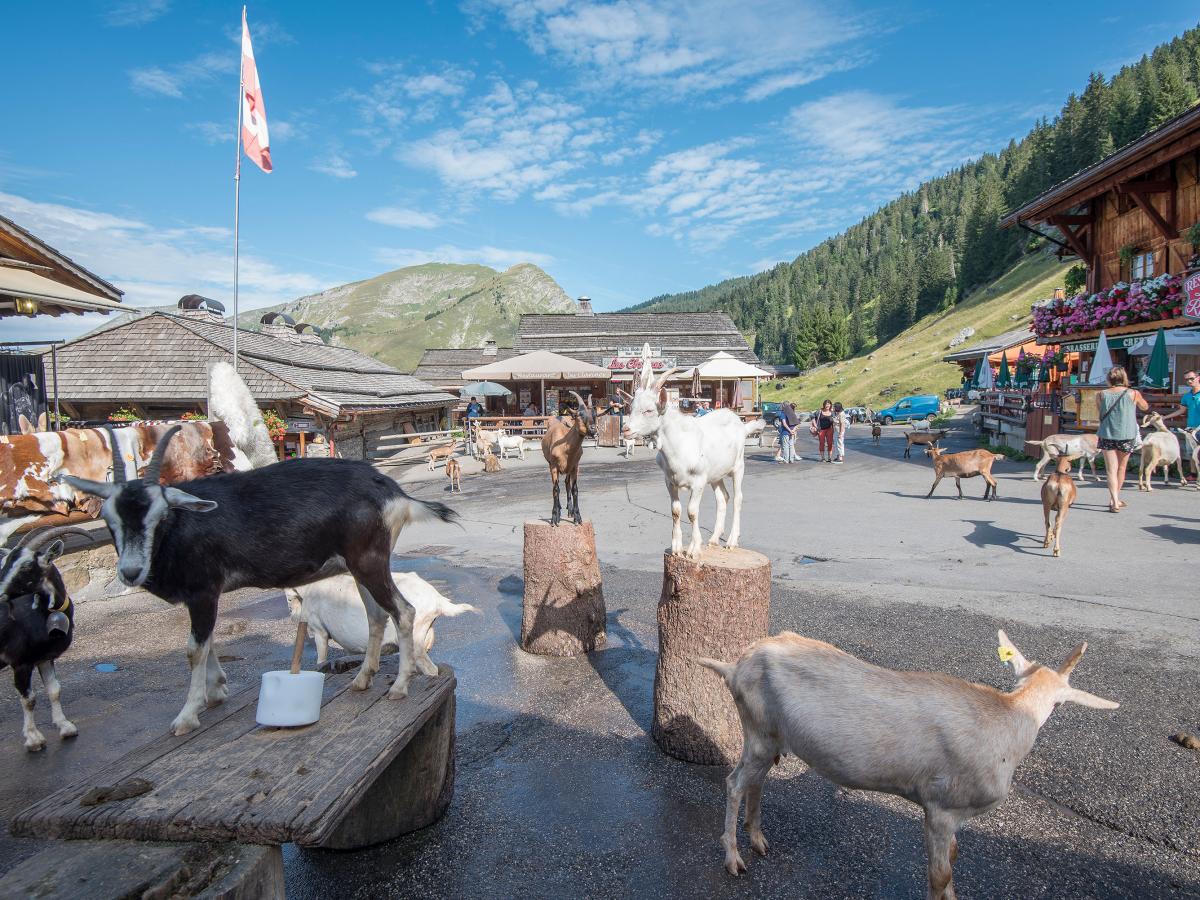 Montriond : station-village Montriond-Avoriaz | Montriond