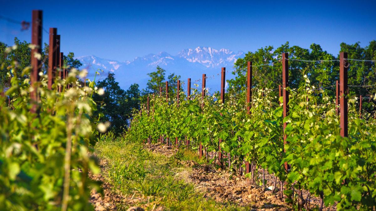 Limouxin Tourisme – Site Officiel de l’Office de tourisme du Limouxin