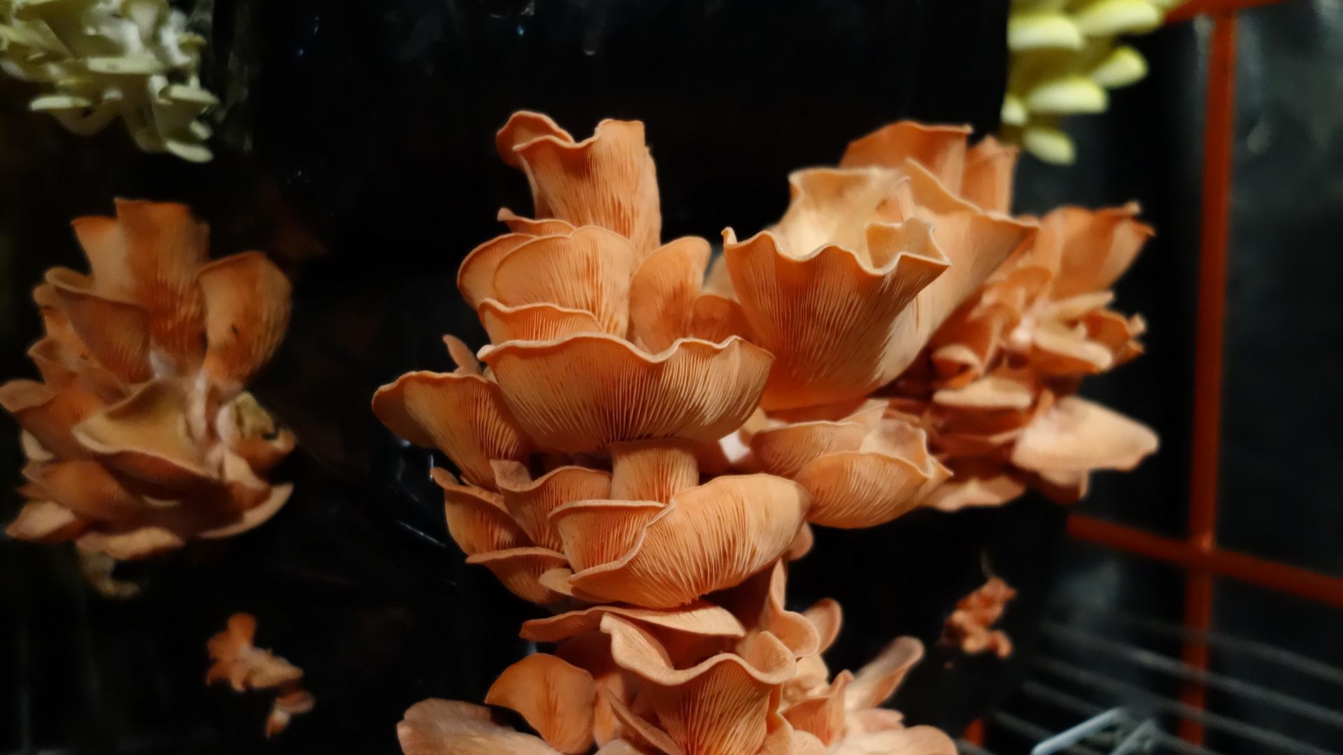 Orbec Mushroom Farm | Authentic Normandy : Office de Tourisme Lisieux ...