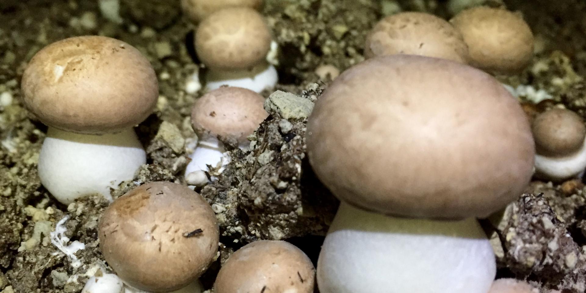 La champignonnière d’Orbec | Office de Tourisme Lisieux Normandie