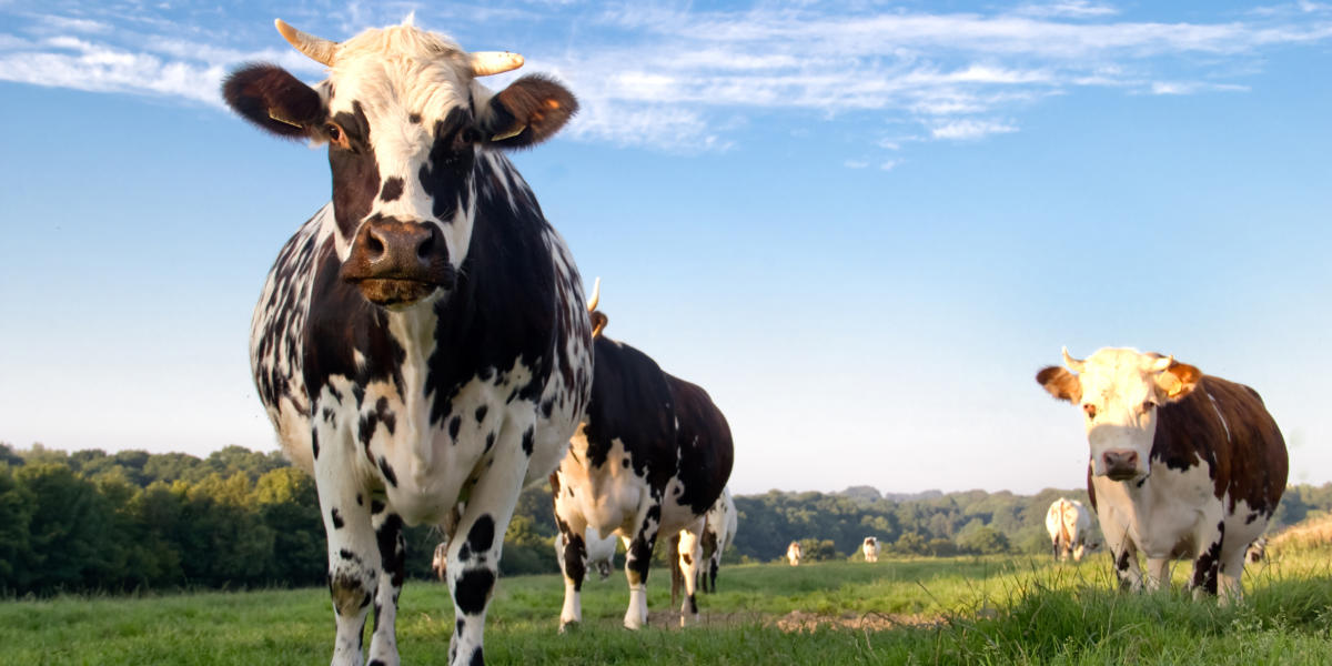 Nature and animals | Authentic Normandy : Office de Tourisme Lisieux ...