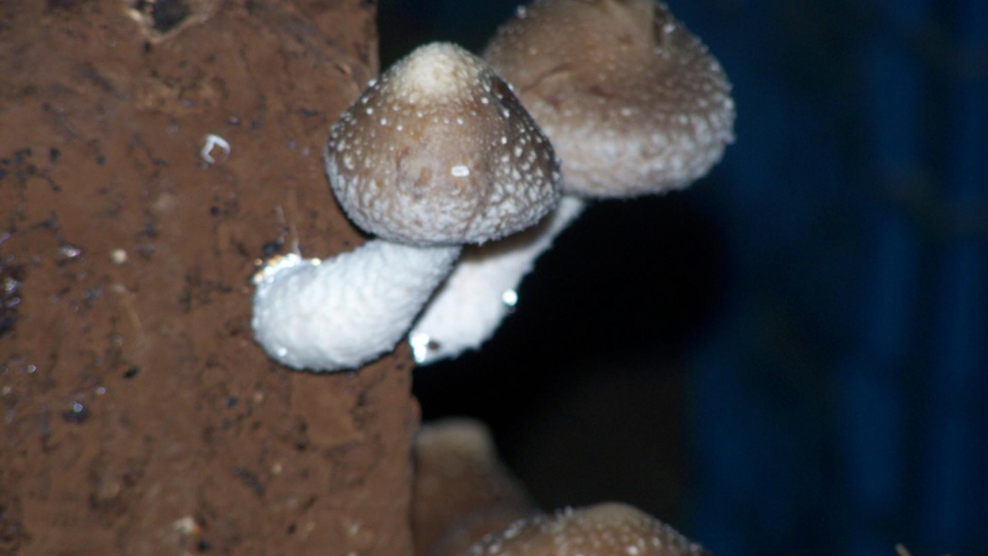 La visite de la Champignonnière d’Orbec | Office de Tourisme Lisieux ...