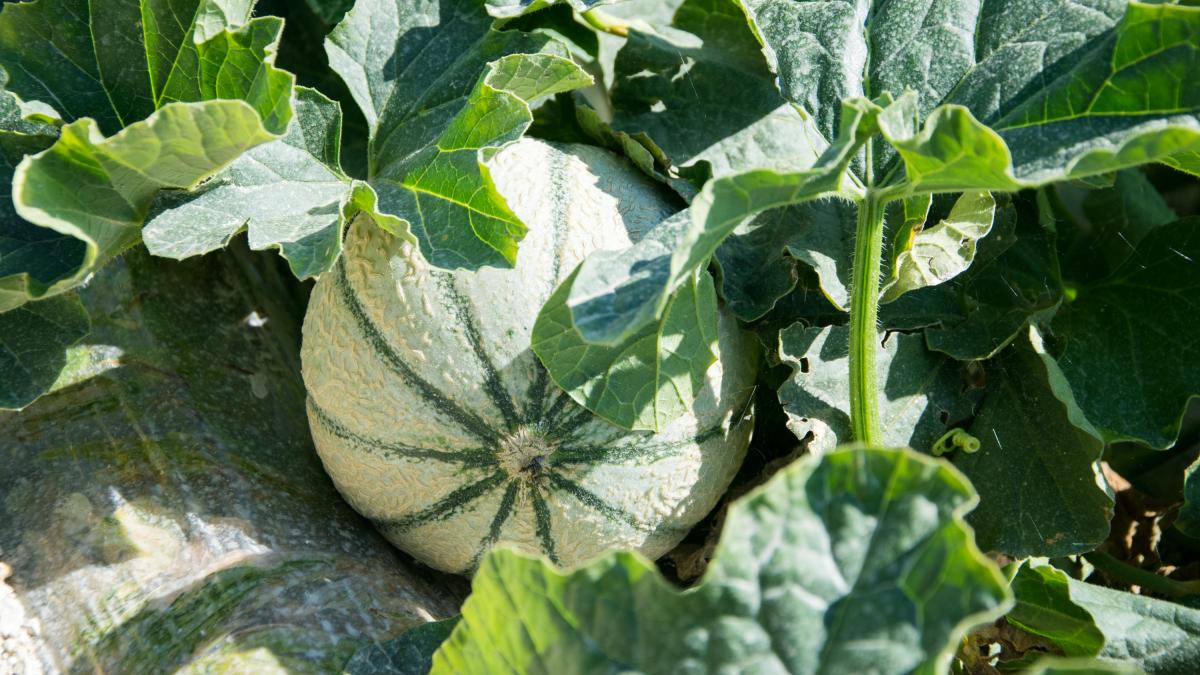 Le melon du Quercy | Tourisme Lot