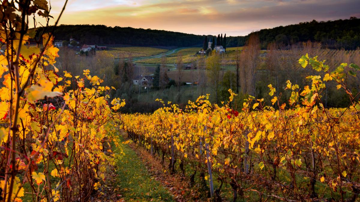 Les vignobles du Lot | Tourisme Lot