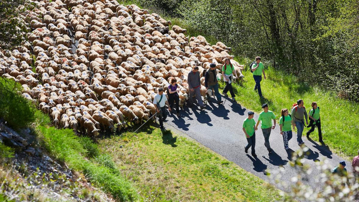 Ma transhumance de Crayssac à Luzech | Tourisme Lot