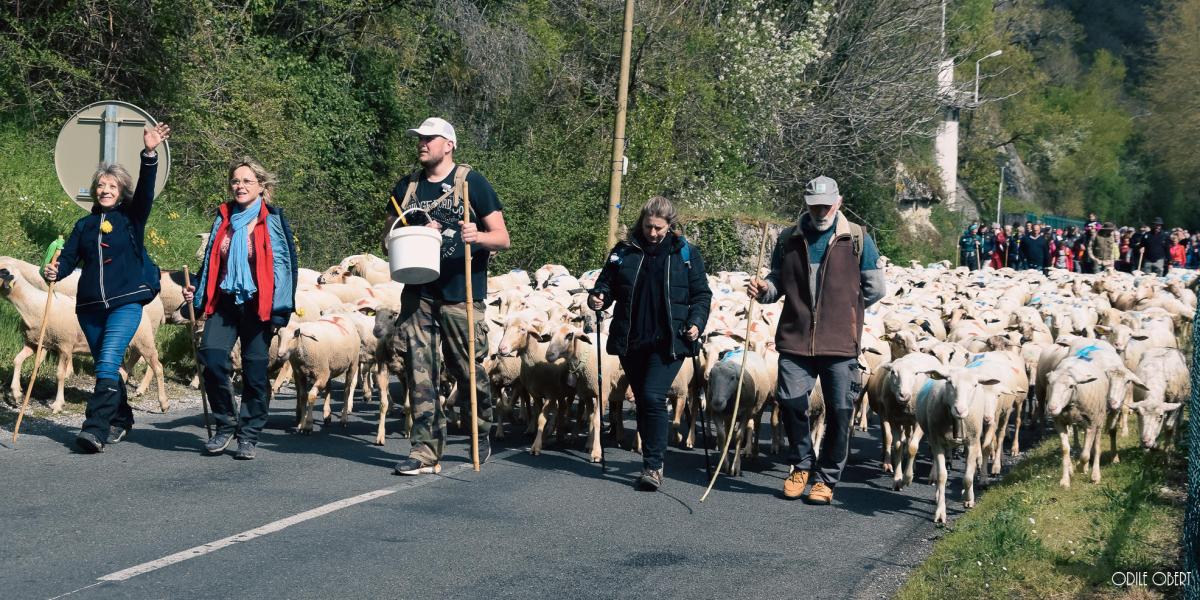 Suivre la transhumance