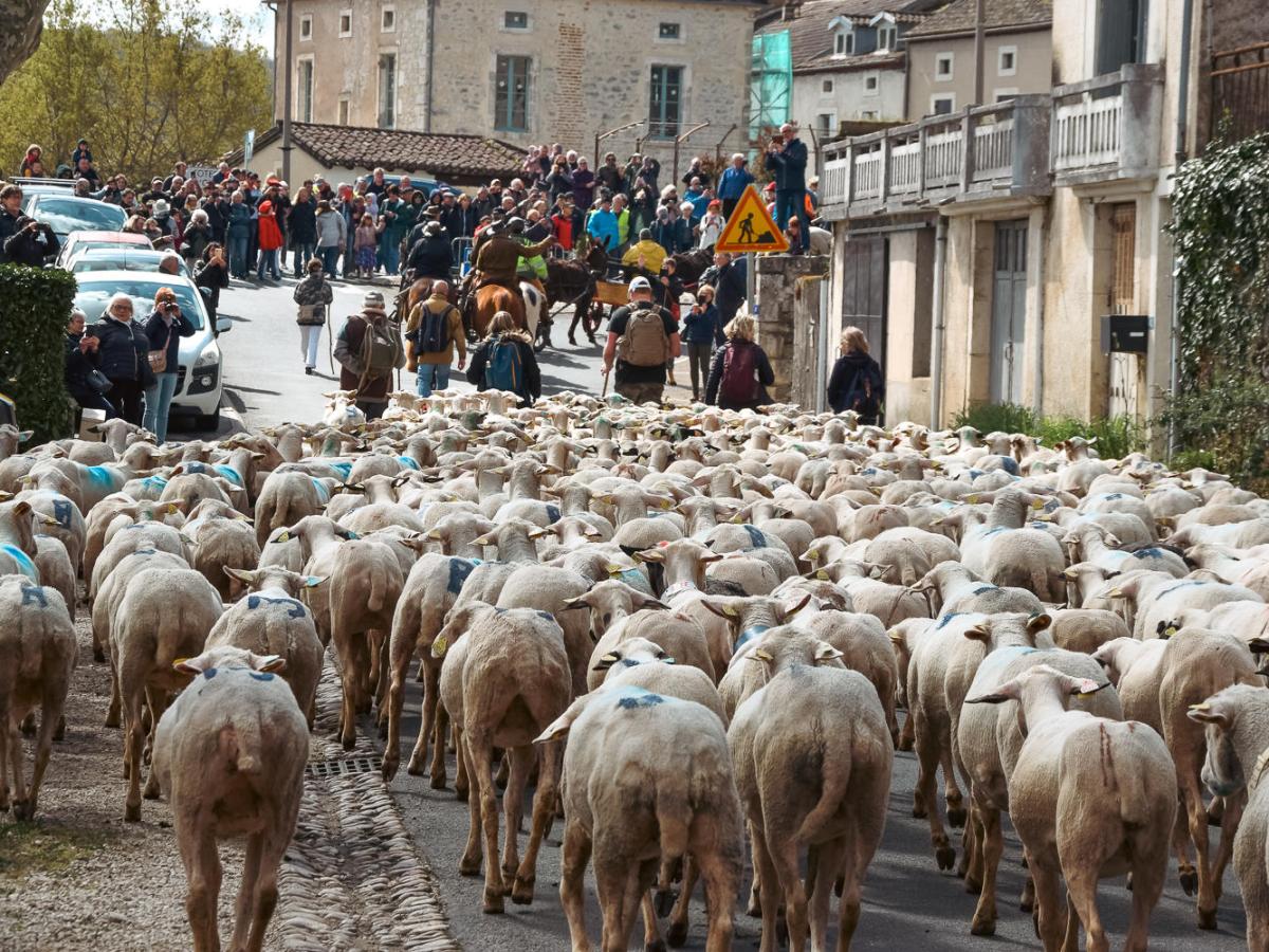 Suivre la transhumance