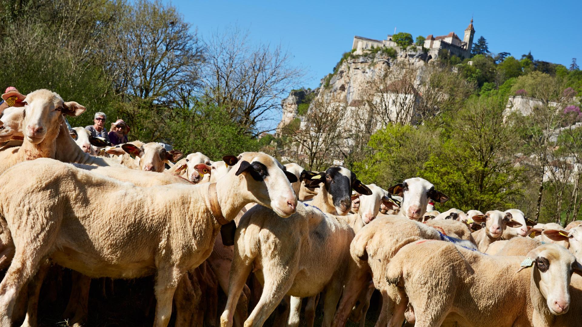 Ma transhumance de Crayssac à Luzech | Tourisme Lot