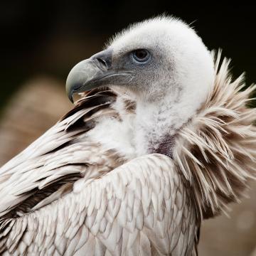 The Pyrenees National Park | Lourdes Tourist Office