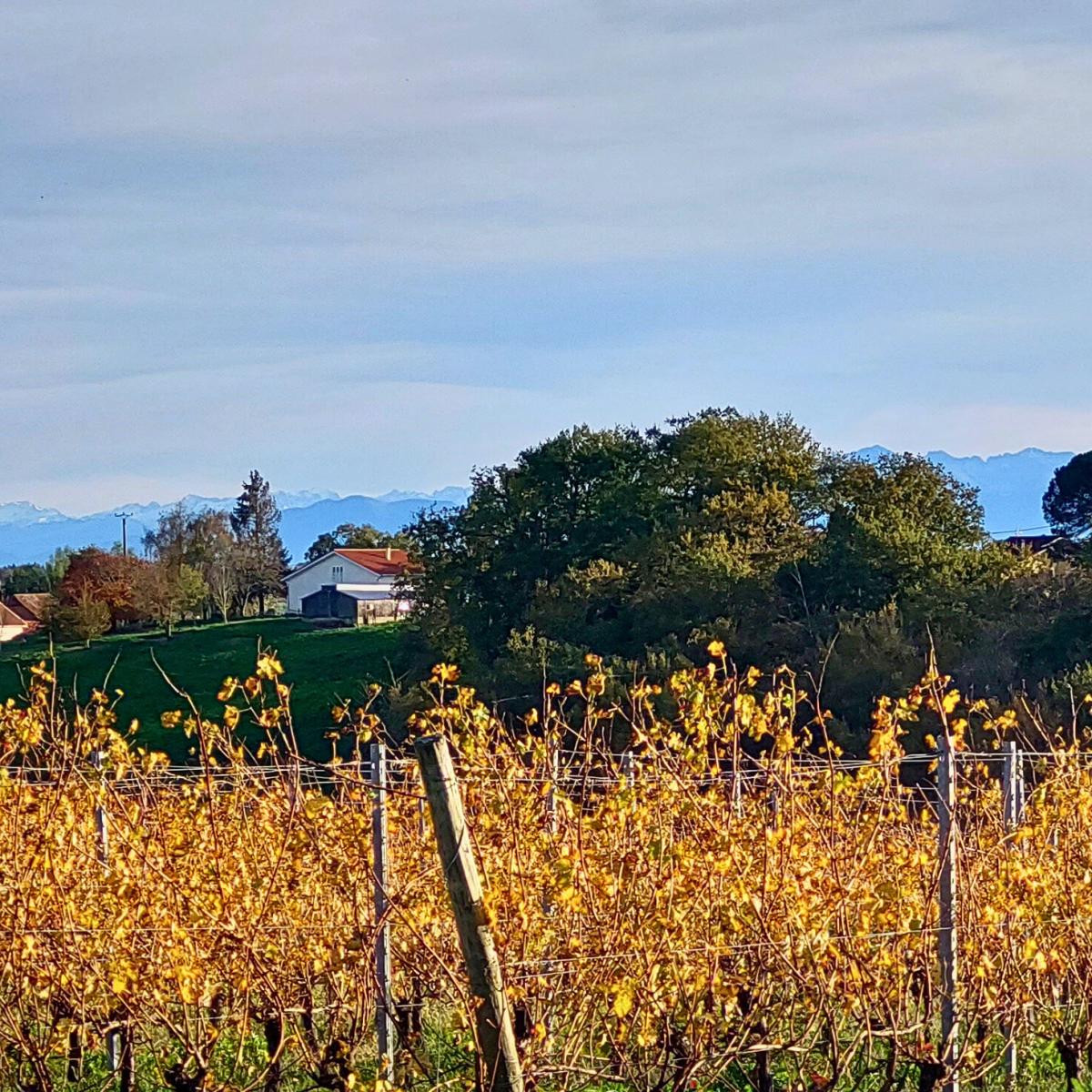 Le Madiran : vignoble de caractère | Office de Tourisme de Lourdes
