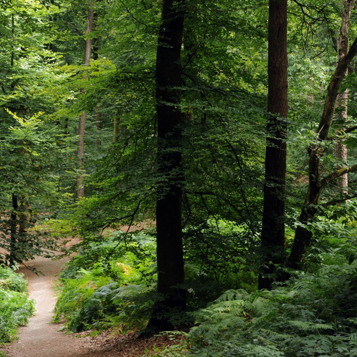 La Forêt Domaniale de Perseigne | Office de Tourisme Maine Saosnois