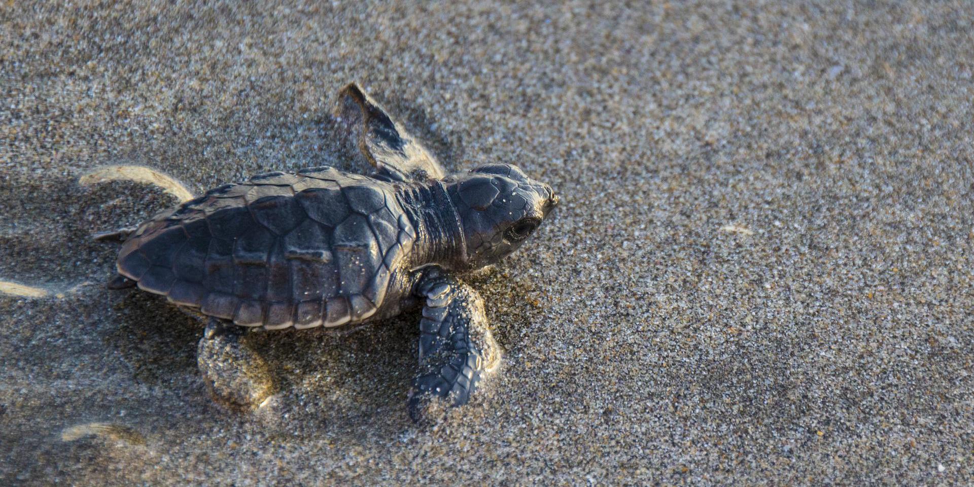 The marine turtles of Martinique