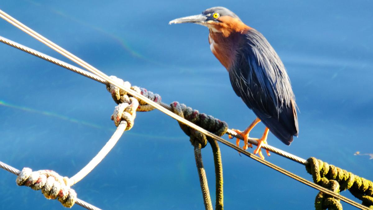 Fauna and Flora | Martinique Tour By Guide Bois Lélé
