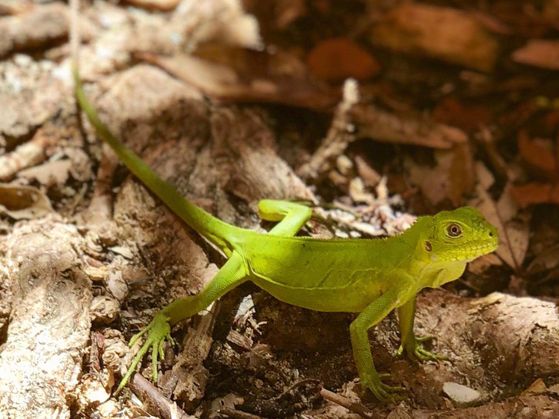 Faune et Flore de la Martinique | Martinique Tour