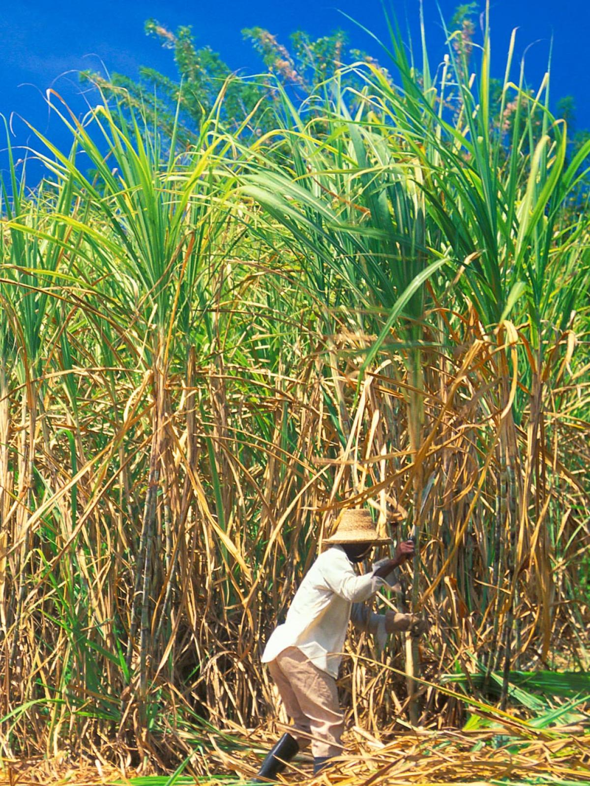 Le rhum, De la Récolte au Vieillisement | Martinique Tour