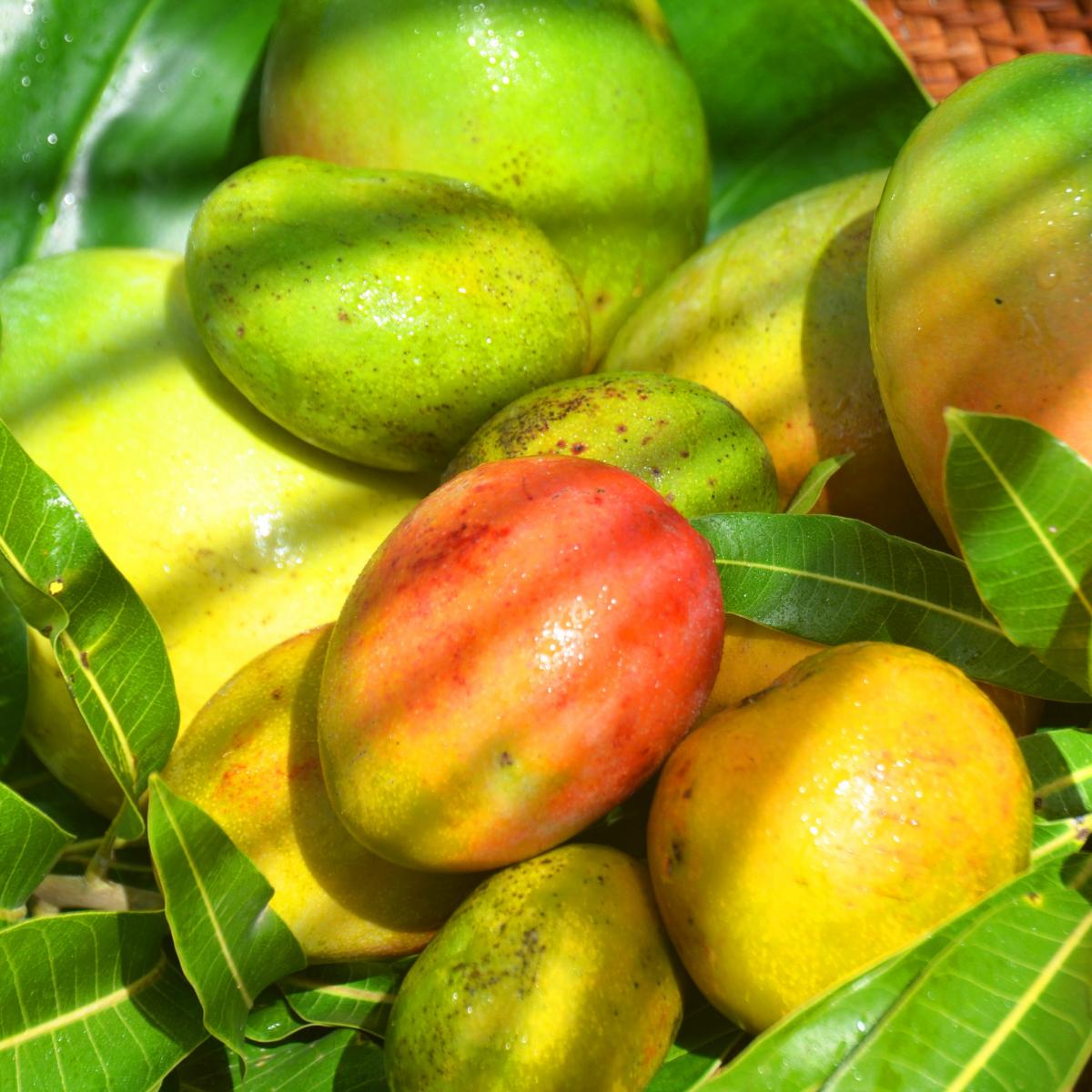 Les 10 Fruits emblématiques de la Martinique | Martinique Tour