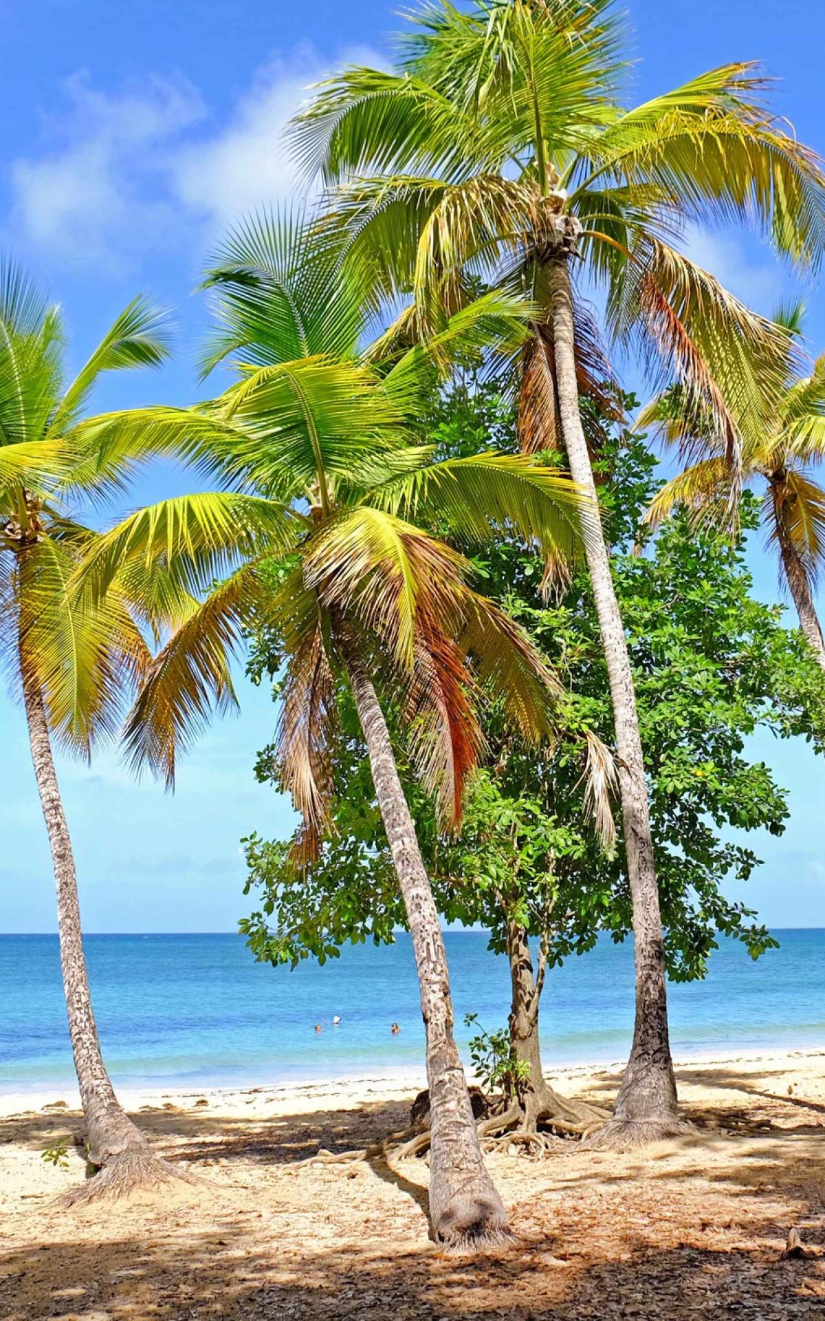 Beaches, Forests, Rivers and Nature Reserves of Martinique