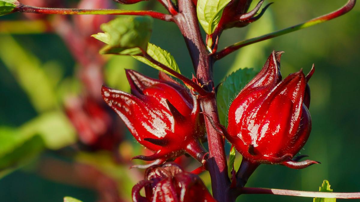 Les Fruits de Martinique | Martinique Tour