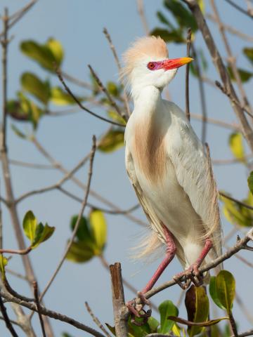 Les Oiseaux de Martinique | Martinique Tour