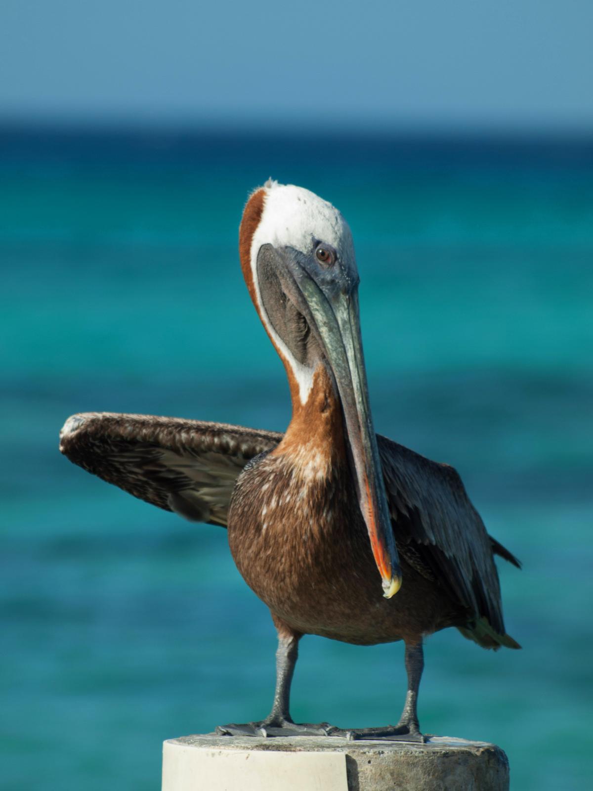 The Birds of Martinique