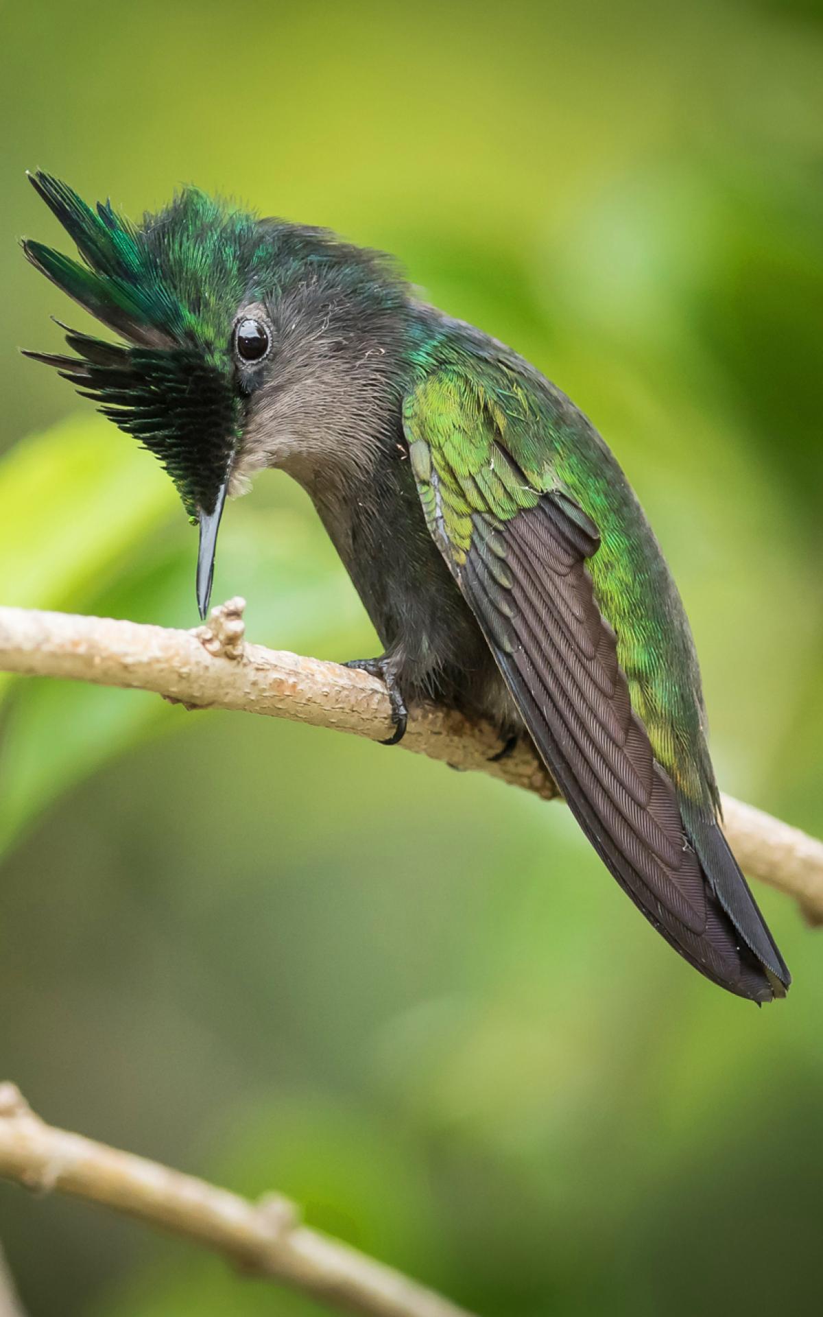 The Birds of Martinique