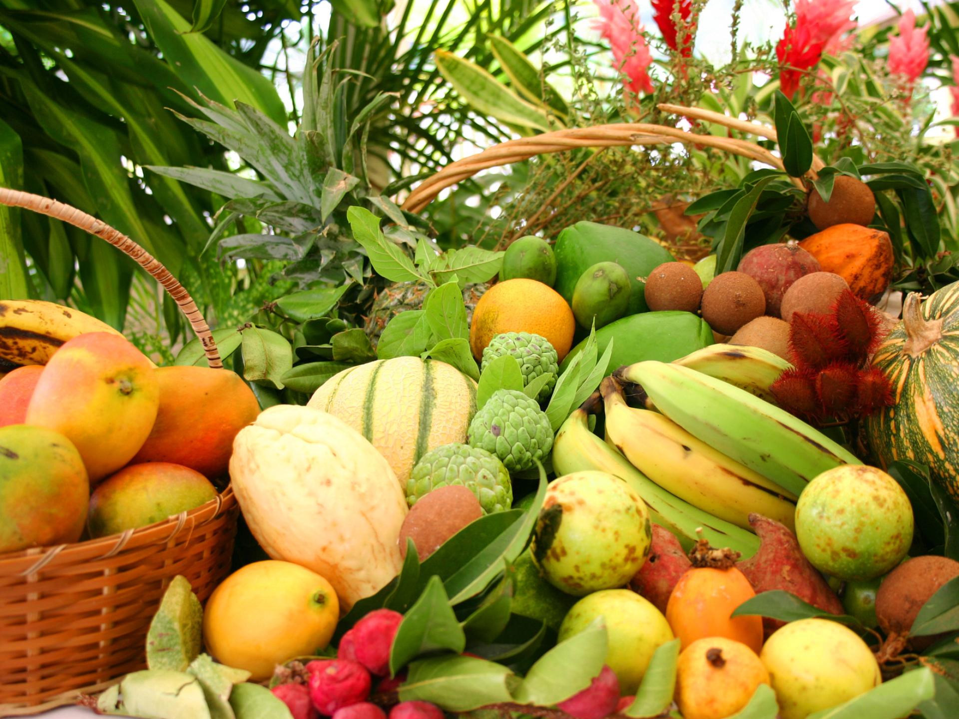 Faune et Flore de la Martinique | Martinique Tour