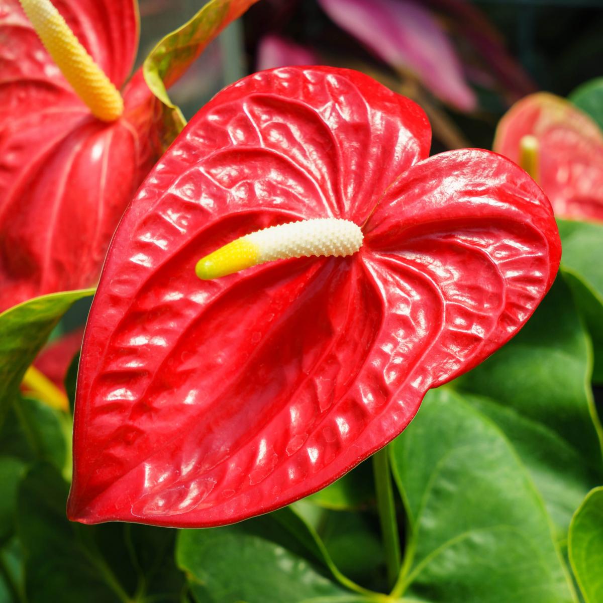 Les Fleurs de Martinique | Martinique Tour