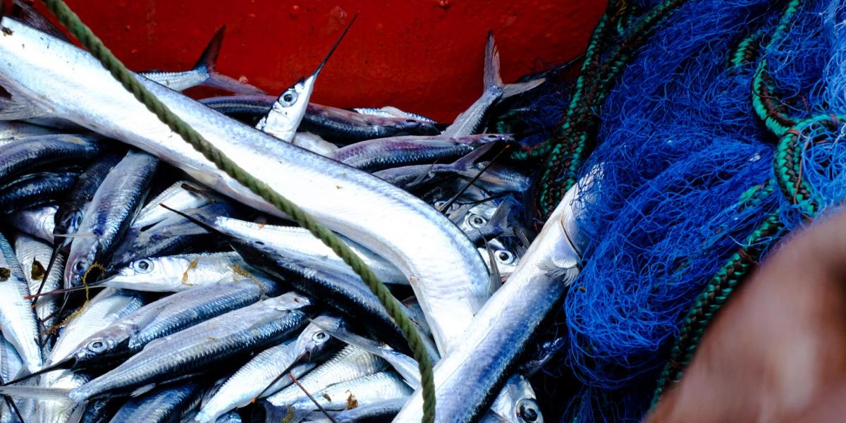 La pêche en Martinique