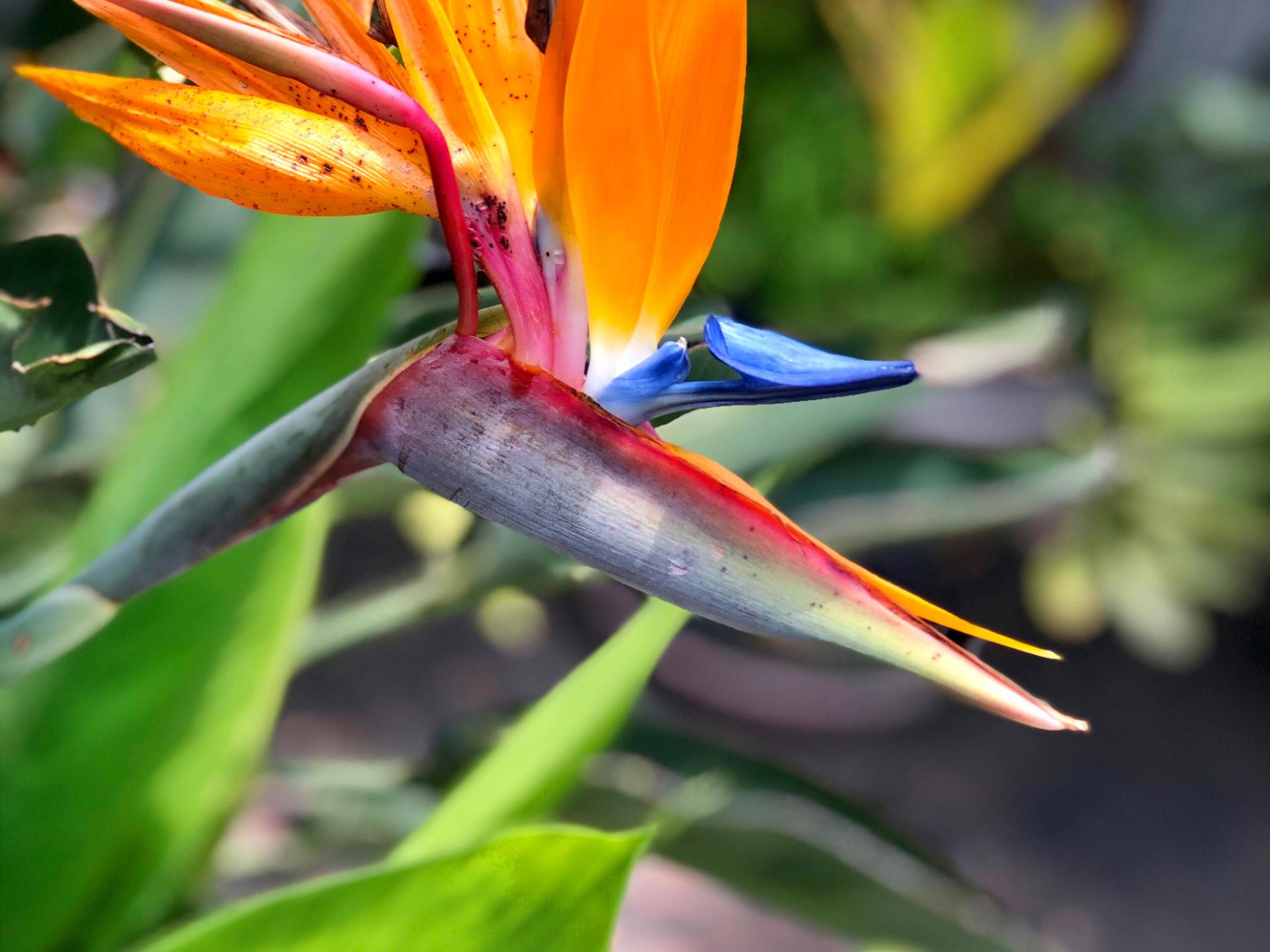Faune et Flore de la Martinique | Martinique Tour