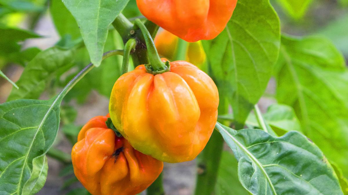 Les piments antillais | Martinique Tour