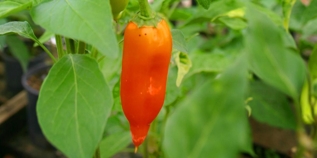 Les piments antillais | Martinique Tour