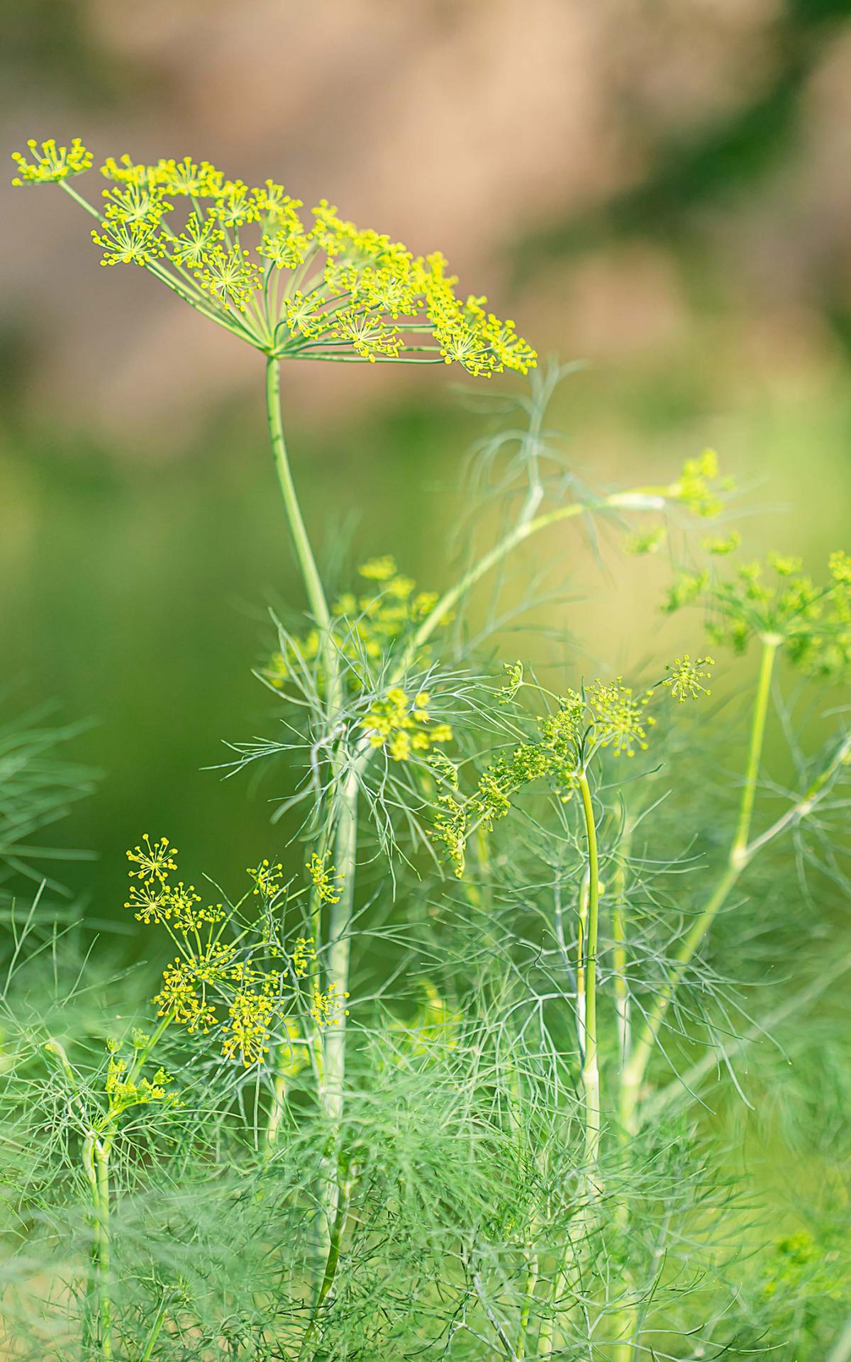 Aneth | Martinique Tour