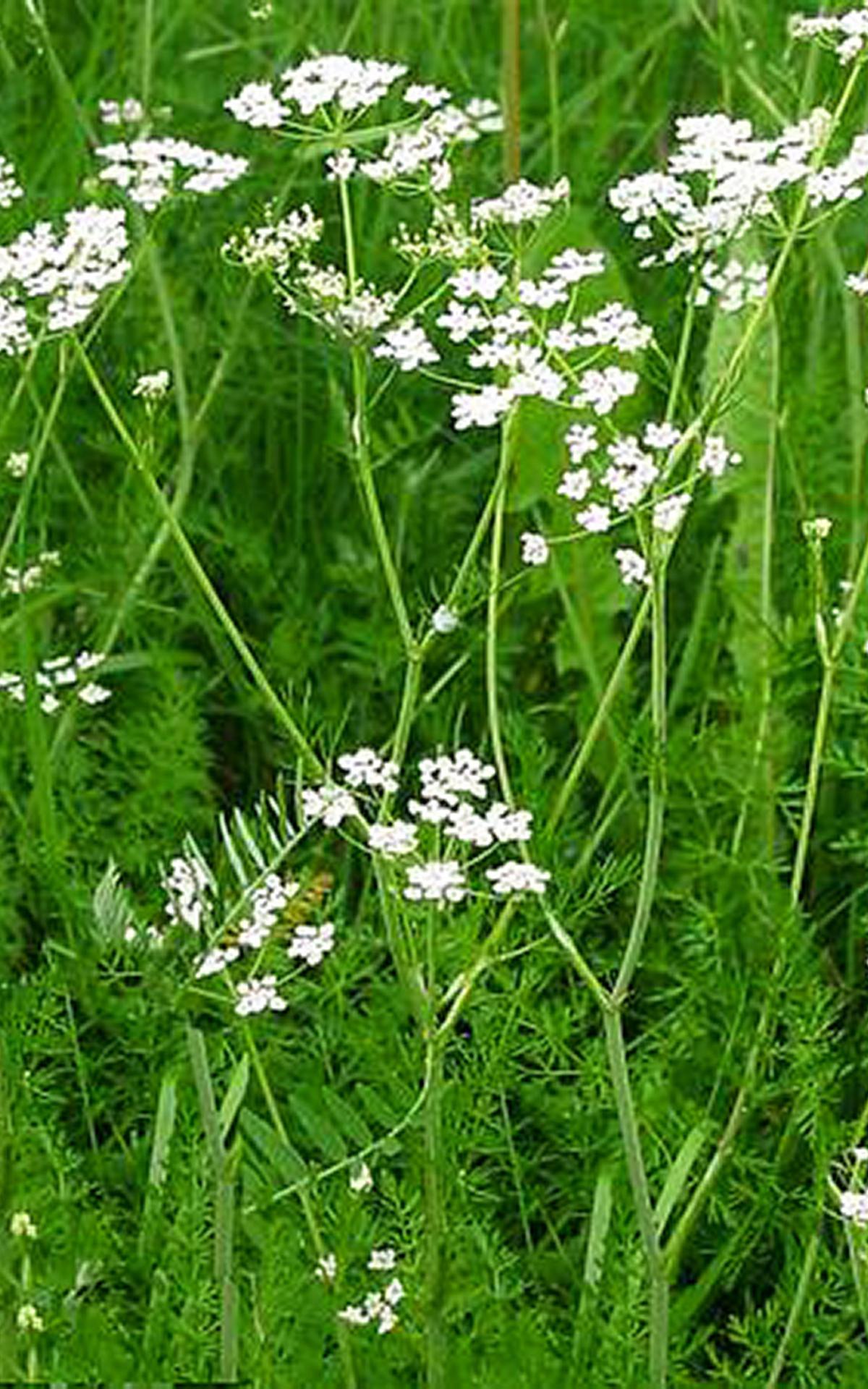 Carvi | Martinique Tour