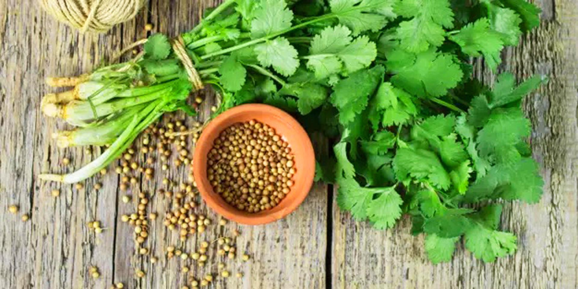 Coriandre | Martinique Tour