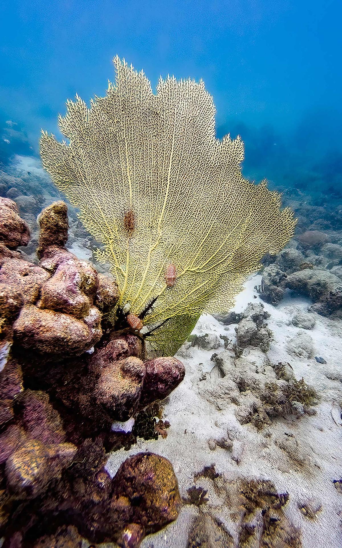 Plongée Martinique – Guide complet 2025 Martinique Tour