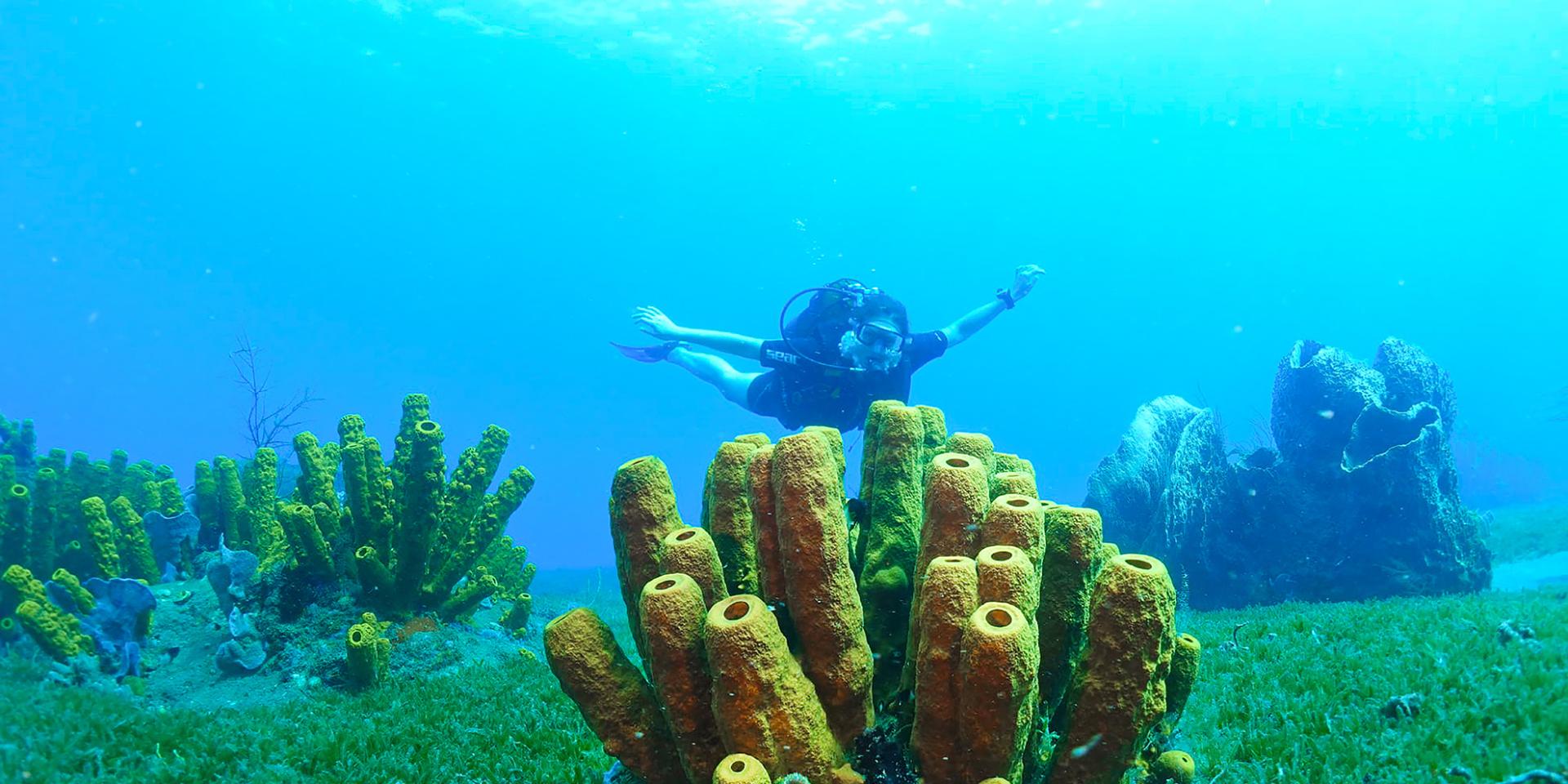 Martinique Tour : Guide Officiel Martinique