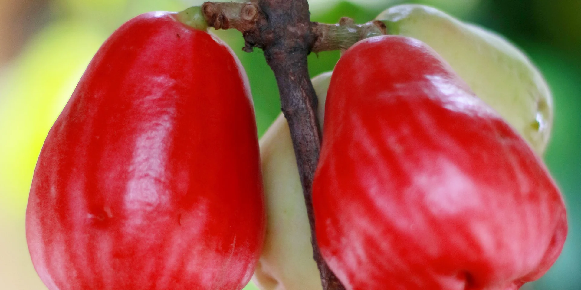 Pomme d’eau | Martinique Tour