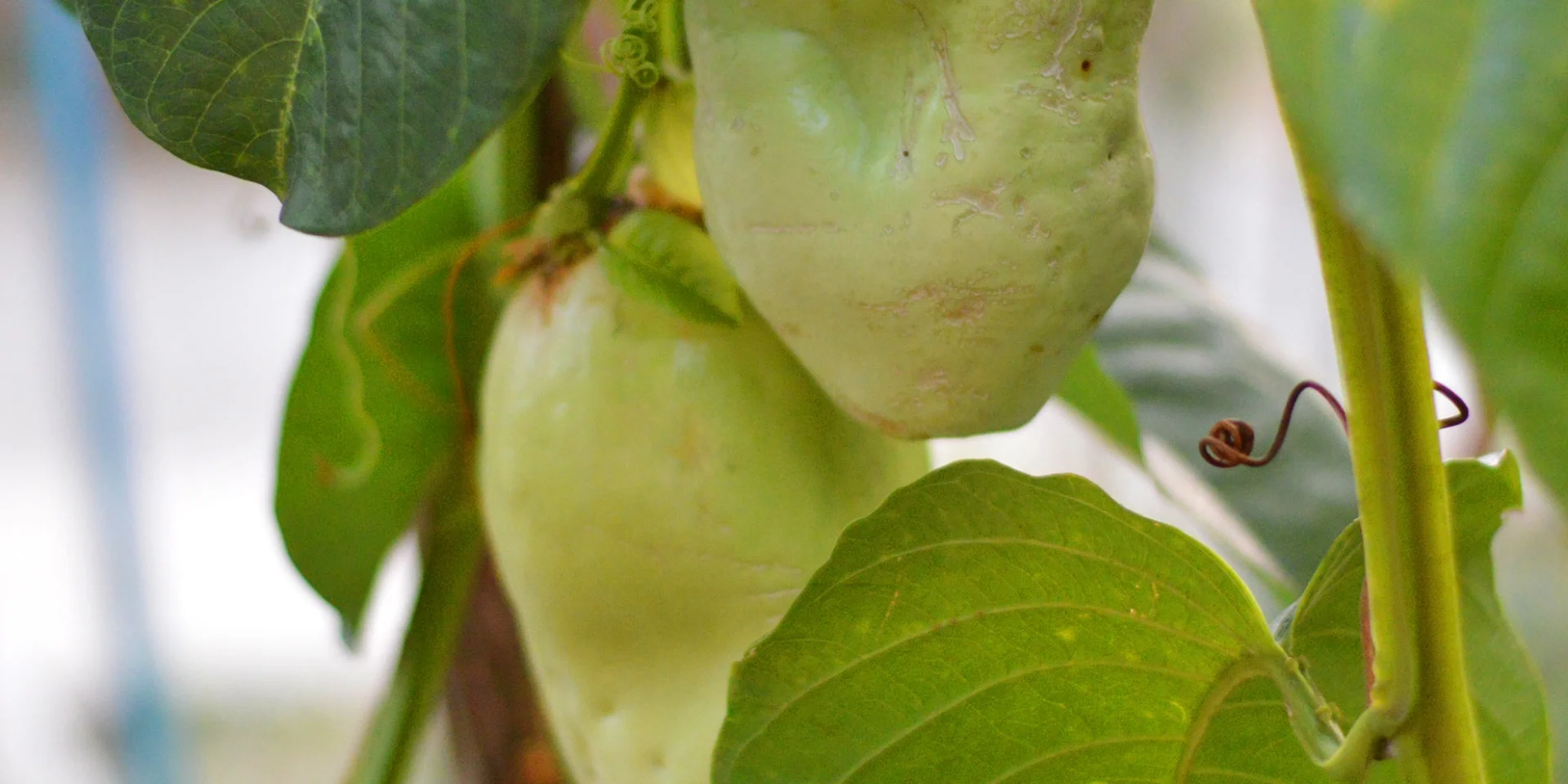 Barbadine | Martinique Tour