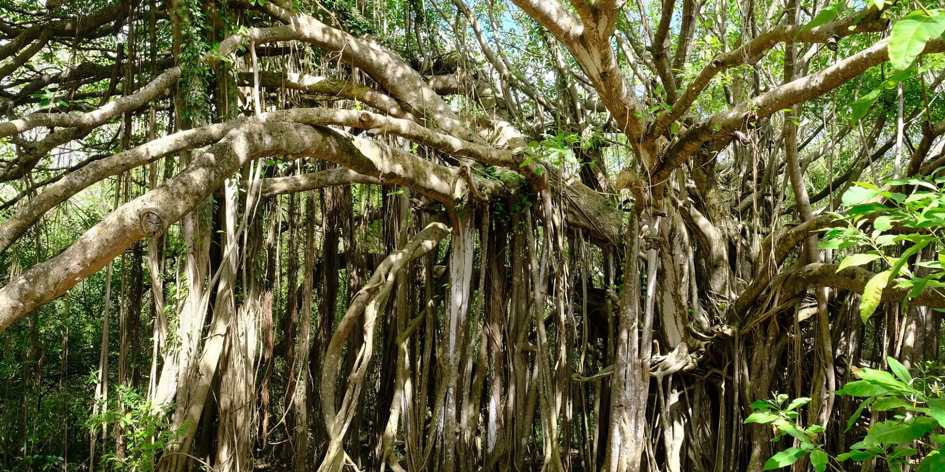 Figuier maudit | Martinique Tour