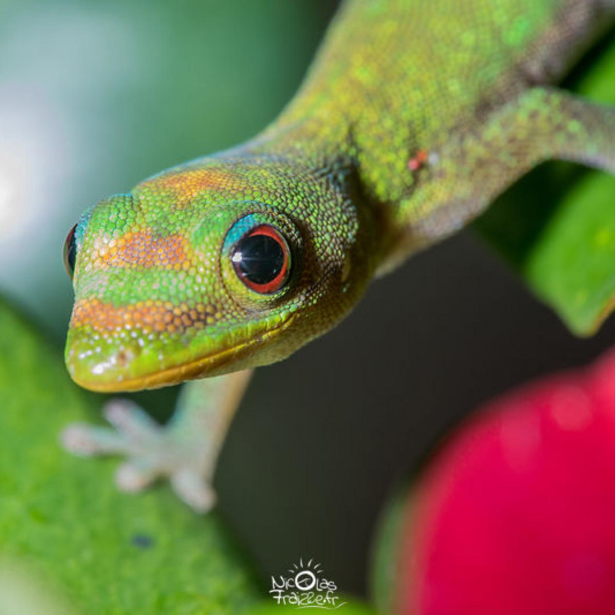 Le Gecko vert et or | Mayotte tourisme Le Gecko vert et or | Mayotte tourisme