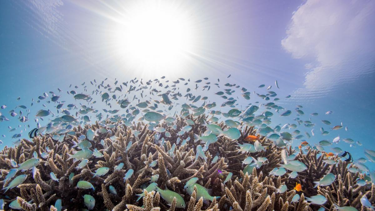 Le lagon, un terrain de jeu unique | Mayotte tourisme