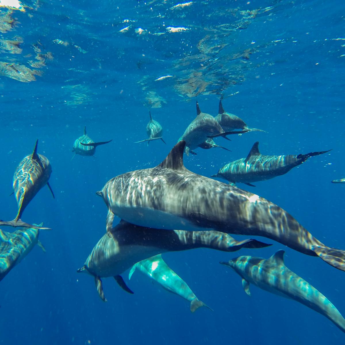 Observer les Makis | Mayotte tourisme