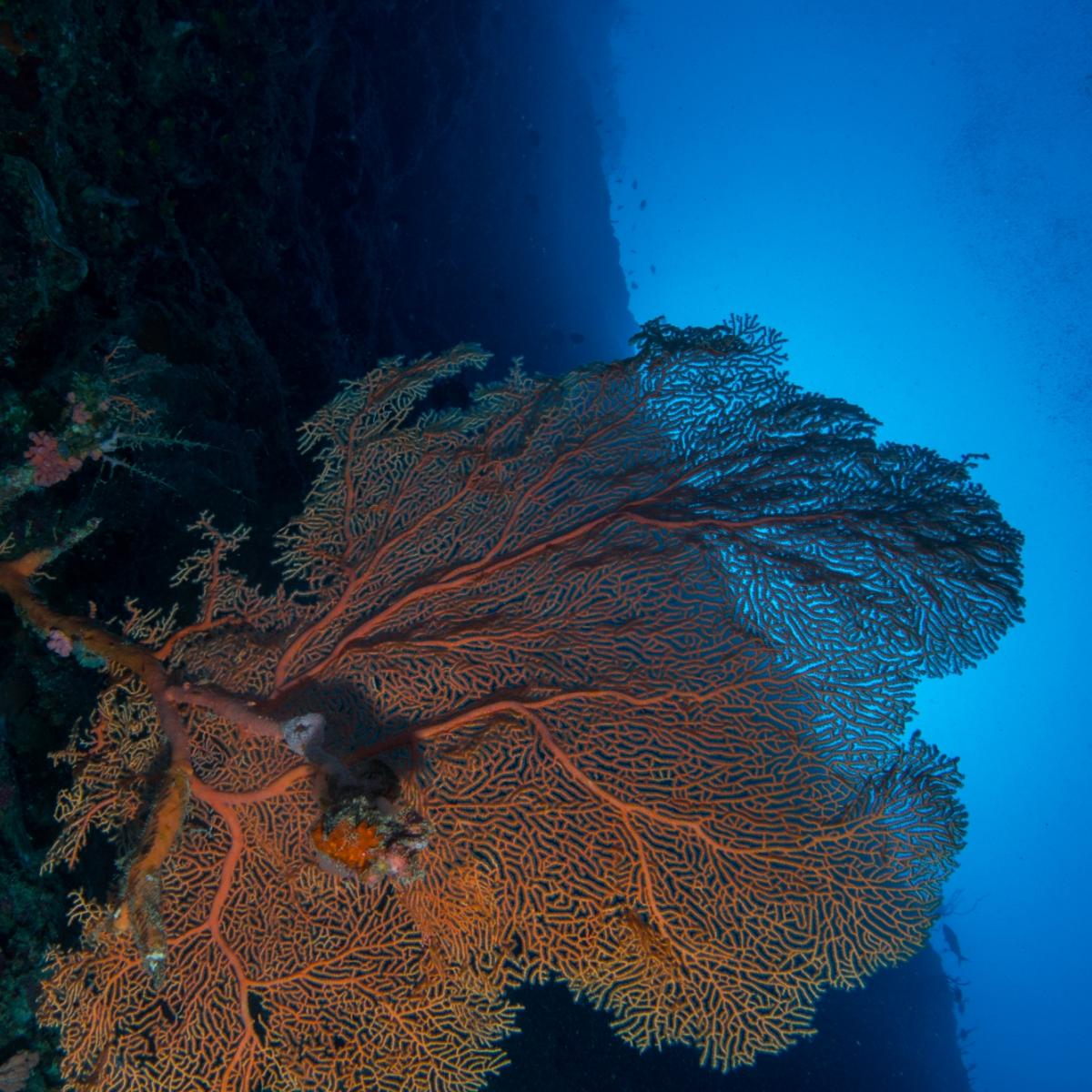 10 plus beaux spots de plongée à Mayotte | Mayotte tourisme