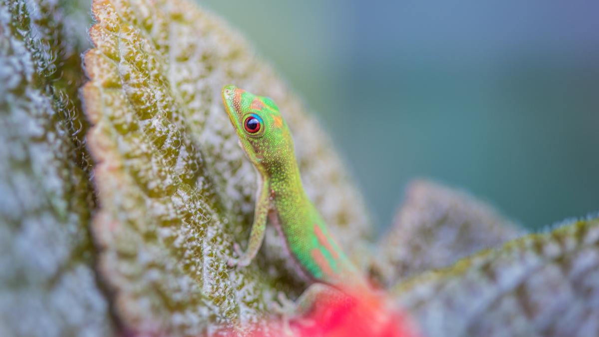 Le Gecko vert et or | Mayotte tourisme