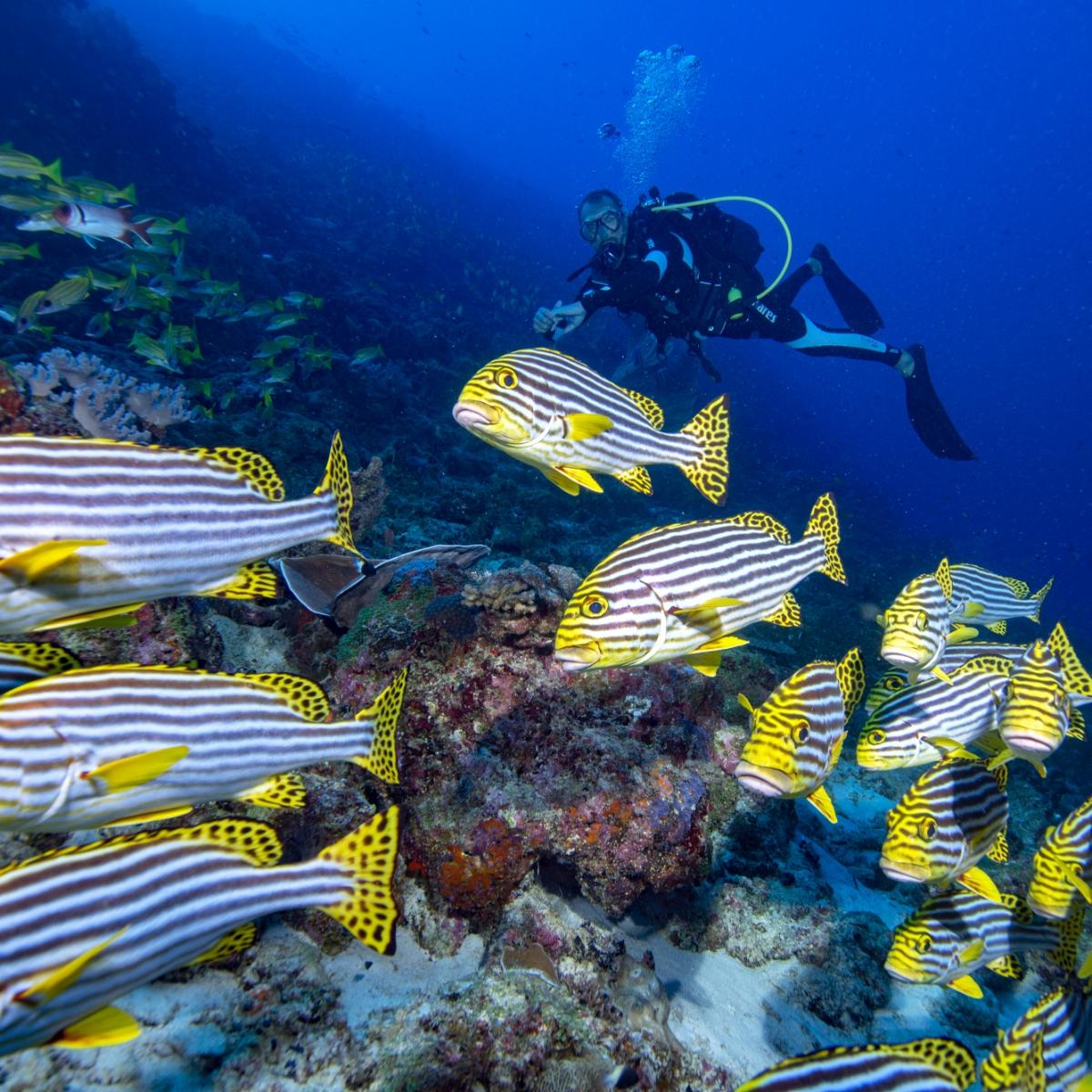 Observer les Makis | Mayotte tourisme