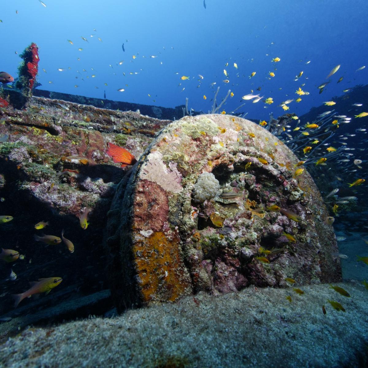 10 plus beaux spots de plongée à Mayotte | Mayotte tourisme